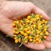 BB Habanero / CGN 24360 Pepper Seeds - Capsicum Chinense - Wild & Very ...