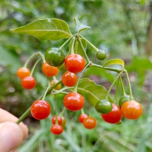 Cold Hardy Chili Pepper Seeds - Capsicum Flexuosum, Aka February Fire ...