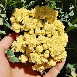 Nine Star Perennial Cauliflower/broccoli Seeds - Brassica Oleraceae ...