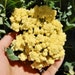 Nine Star Perennial Cauliflower/broccoli Seeds - Brassica Oleraceae ...
