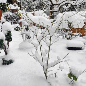 Cold Hardy Chili Pepper Seeds - Capsicum Flexuosum, Aka February Fire ...