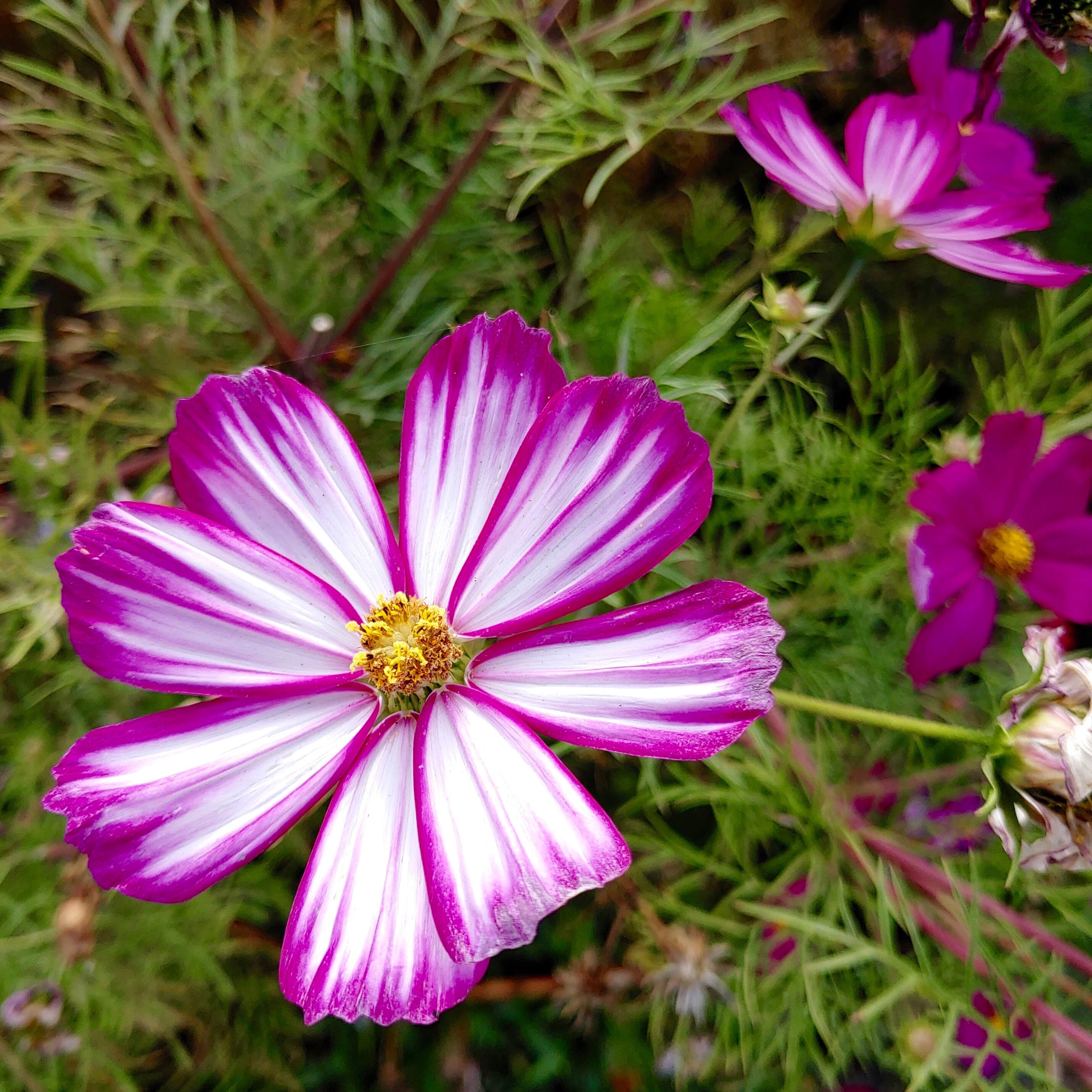 Mixed Cosmos Seeds Cosmos Bipinnatus Pollinator Friendly & - Etsy Canada