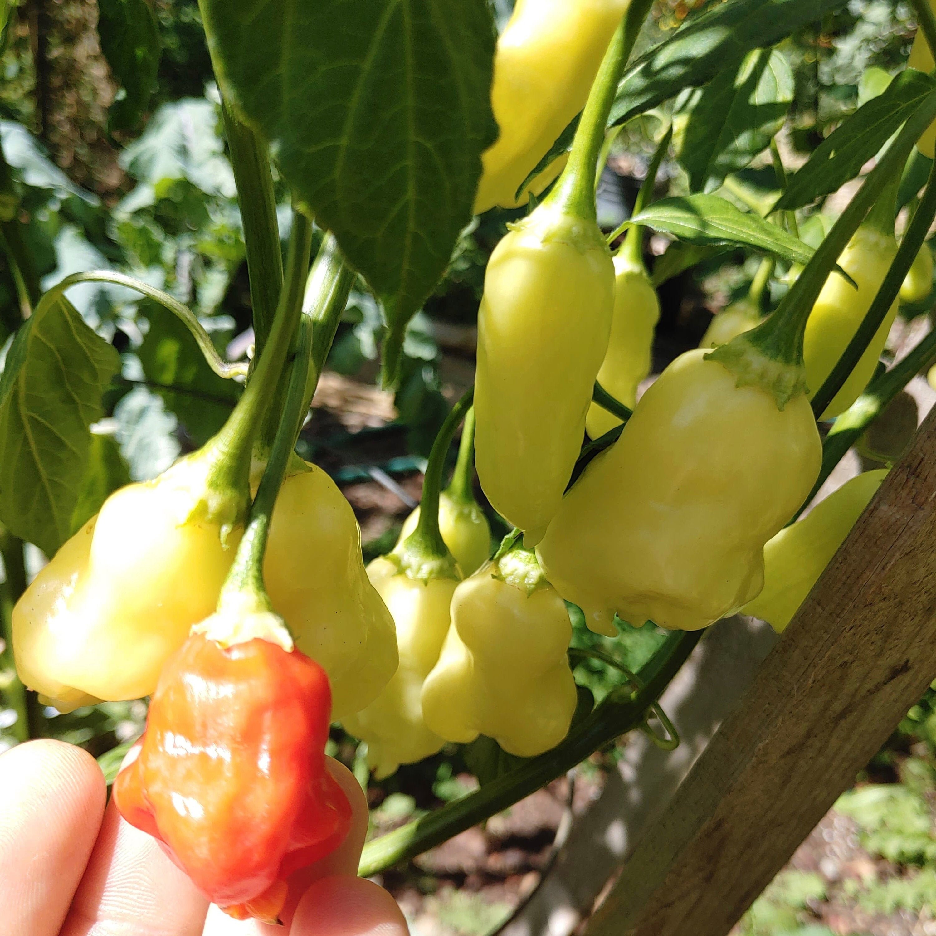 Aji Rainforest Pepper Seeds - Capsicum Baccatum - Refreshing ...