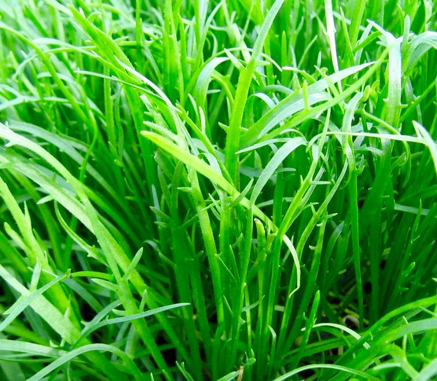 Minutina Seeds / Erba Stella Plantago Coronopus Delicious | Etsy Canada