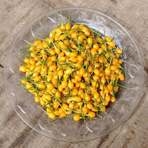 BB Habanero / CGN 24360 Pepper Seeds - Capsicum Chinense - Wild & Very ...