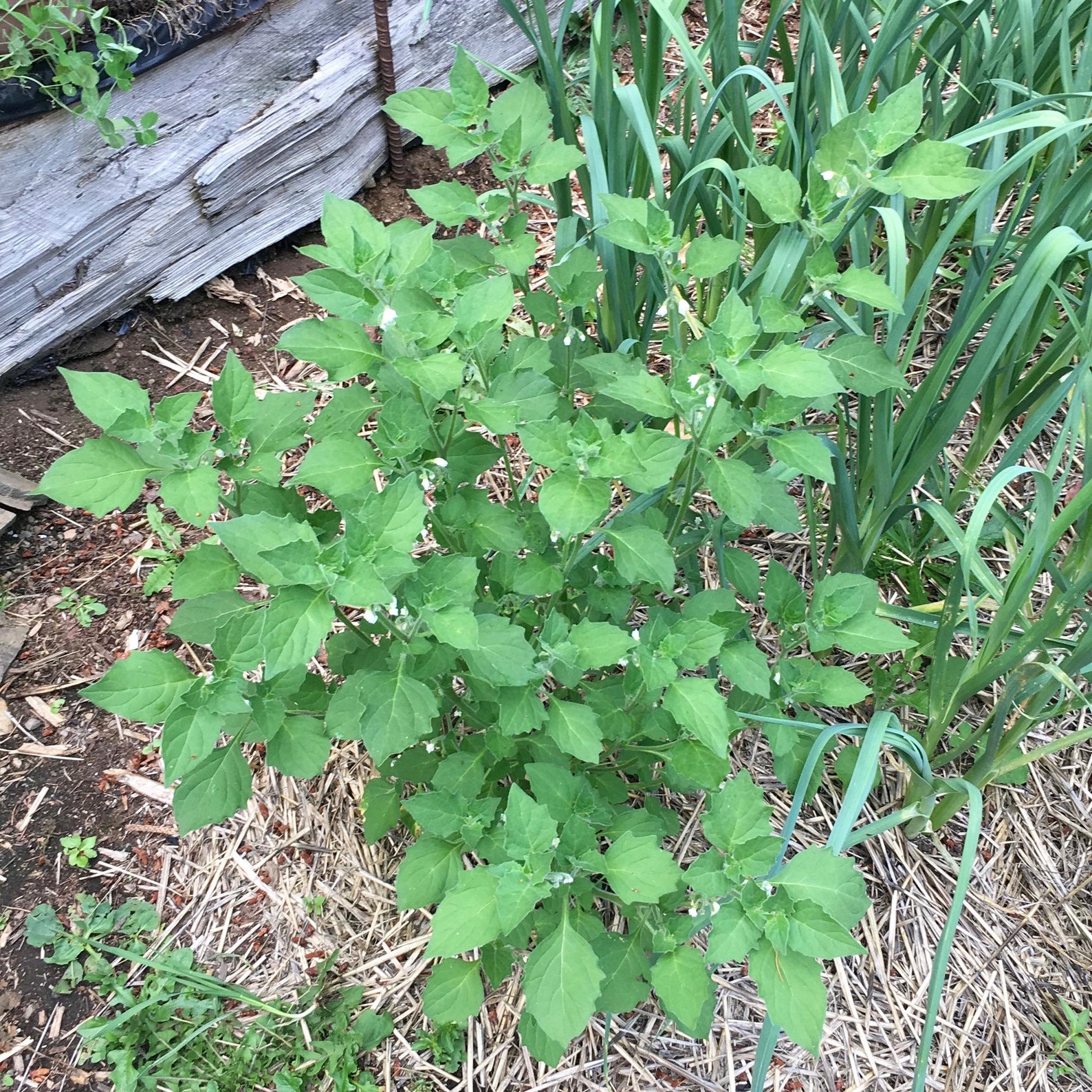 Golden Pearls Solanum Villosum Rare Sweet & Tangy Berries - Etsy Canada
