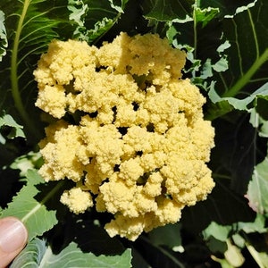 Nine Star Perennial Cauliflower/broccoli Seeds - Brassica Oleraceae ...
