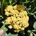 Nine Star Perennial Cauliflower/broccoli Seeds - Brassica Oleraceae ...