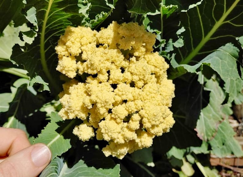 Nine Star Perennial Cauliflower/broccoli Seeds - Brassica Oleraceae ...