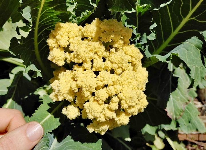 Nine Star Perennial Cauliflower/broccoli Seeds Brassica - Etsy Canada