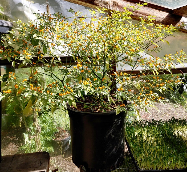 BB Habanero / CGN 24360 Pepper Seeds - Capsicum Chinense - Wild & Very ...