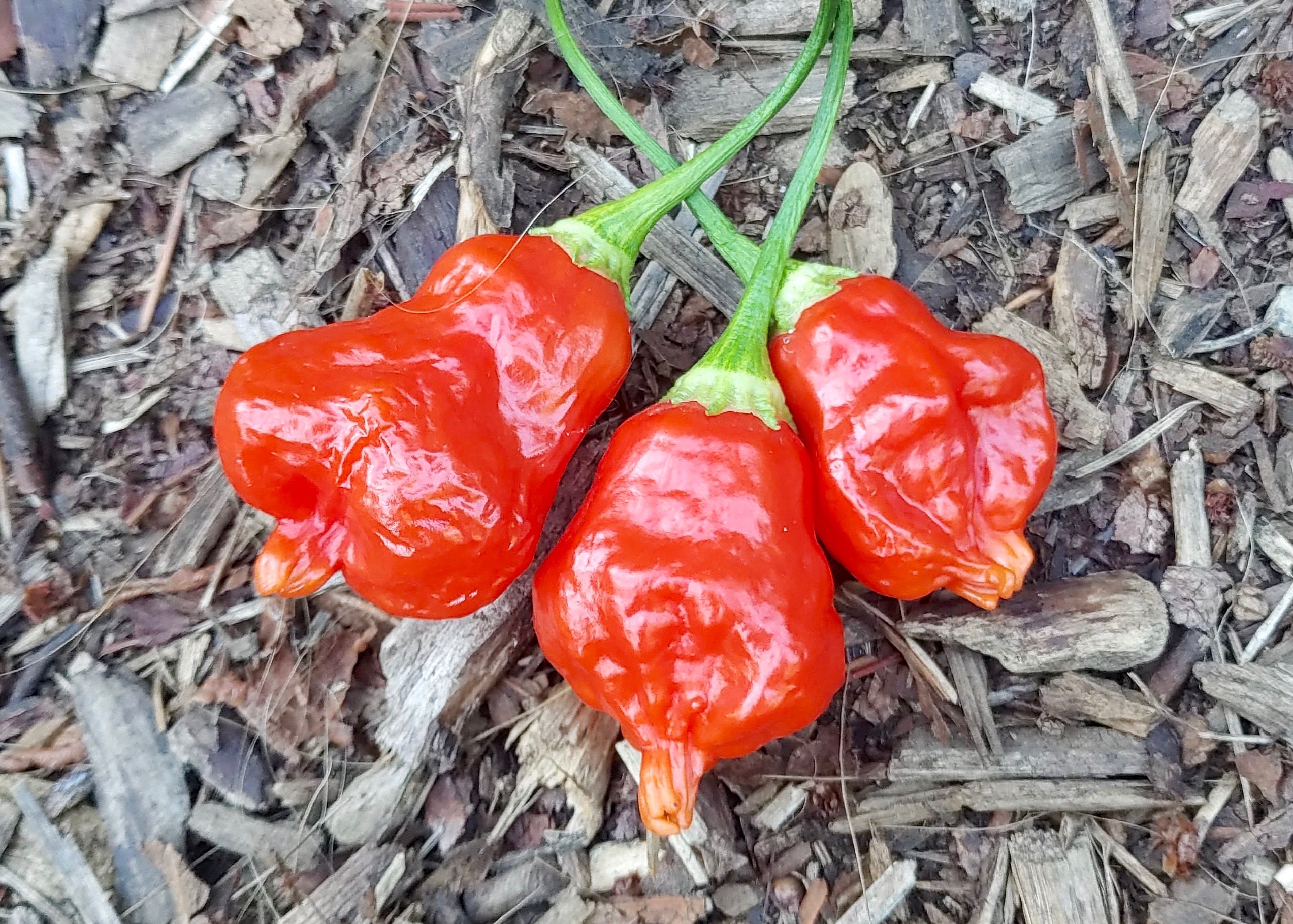 Aji Rainforest Pepper Seeds - Capsicum Baccatum - Refreshing ...