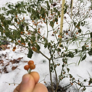 Cold Hardy Chili Pepper Seeds - Capsicum Flexuosum, Aka February Fire ...