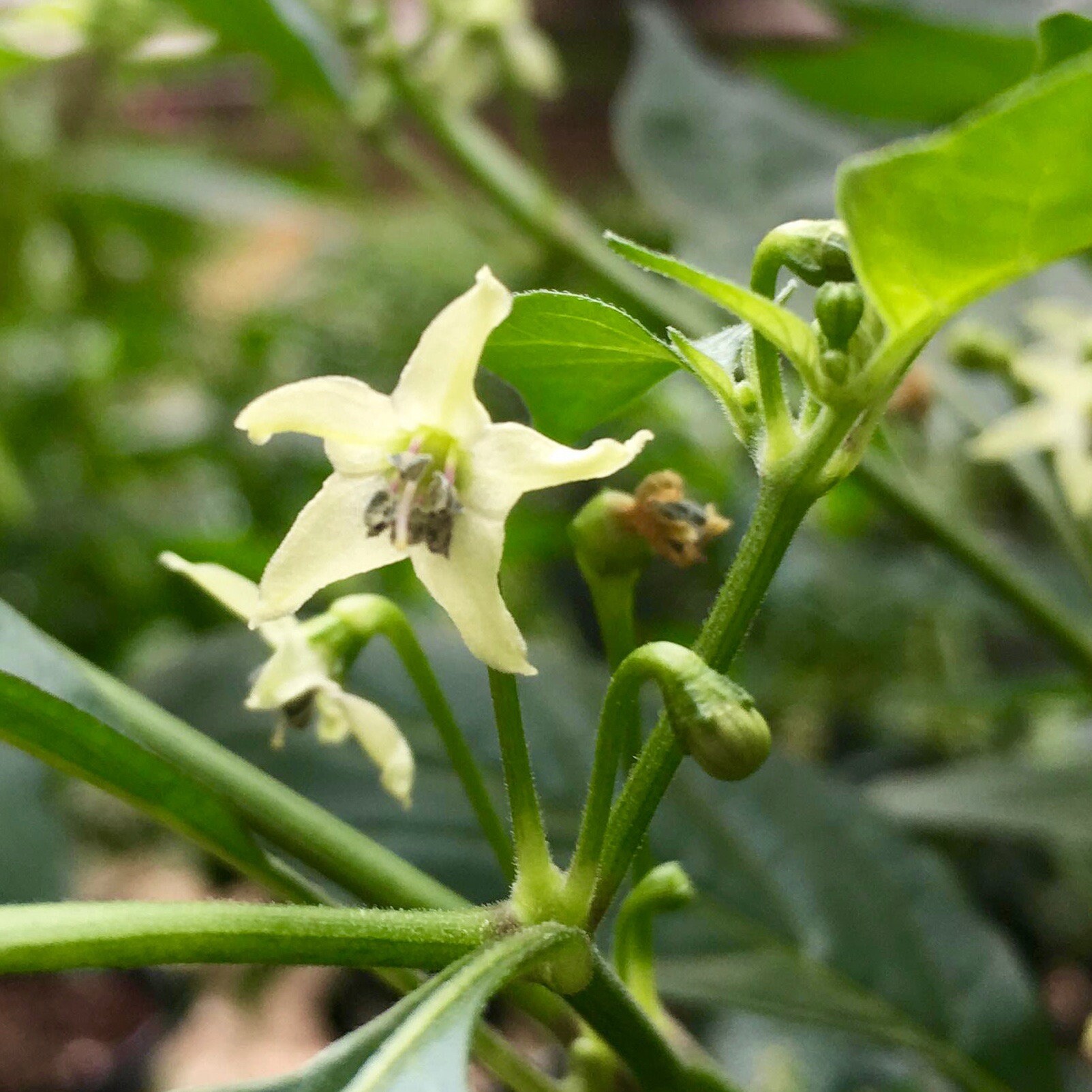 Aji Charapita Pepper Seeds Capsicum Chinense Delicious & - Etsy Canada
