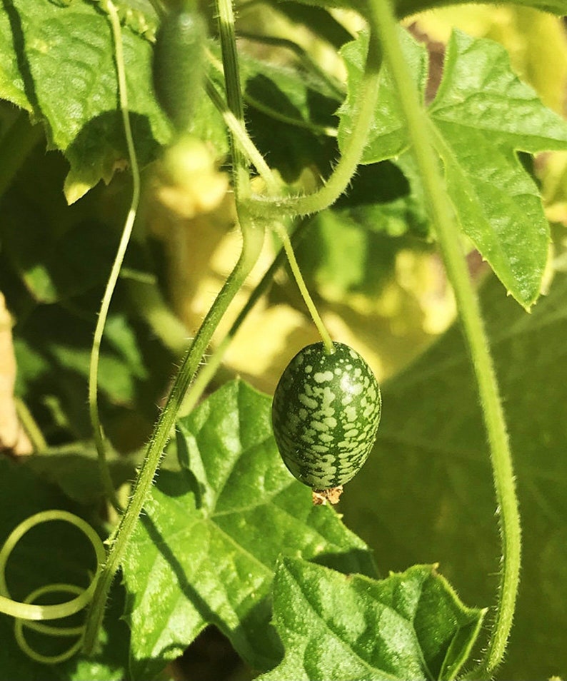 Cucamelon Aka Mouse Melon Seeds Melothria Scabra Delicious | Etsy