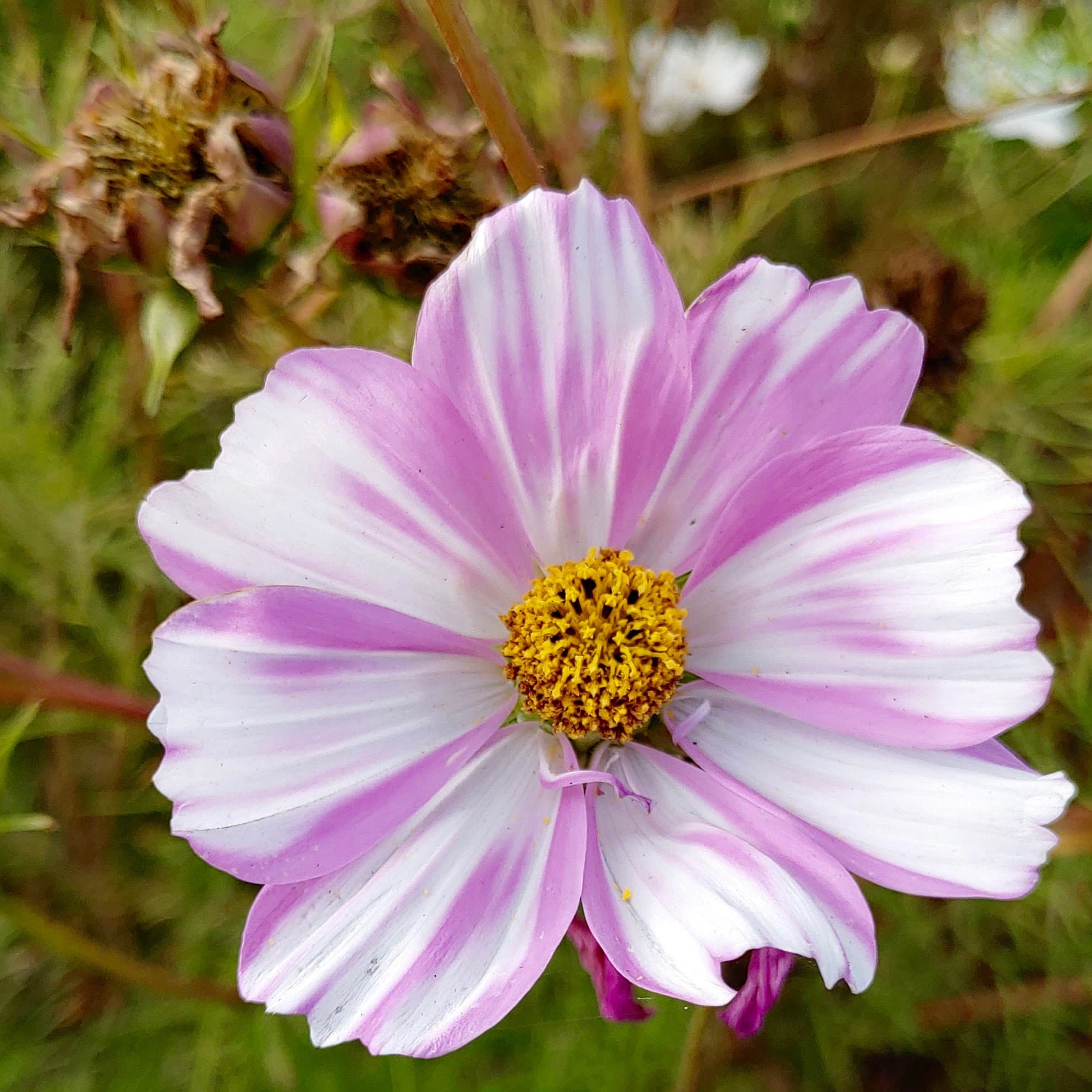 Mixed Cosmos Seeds Cosmos Bipinnatus Pollinator Friendly & - Etsy Canada