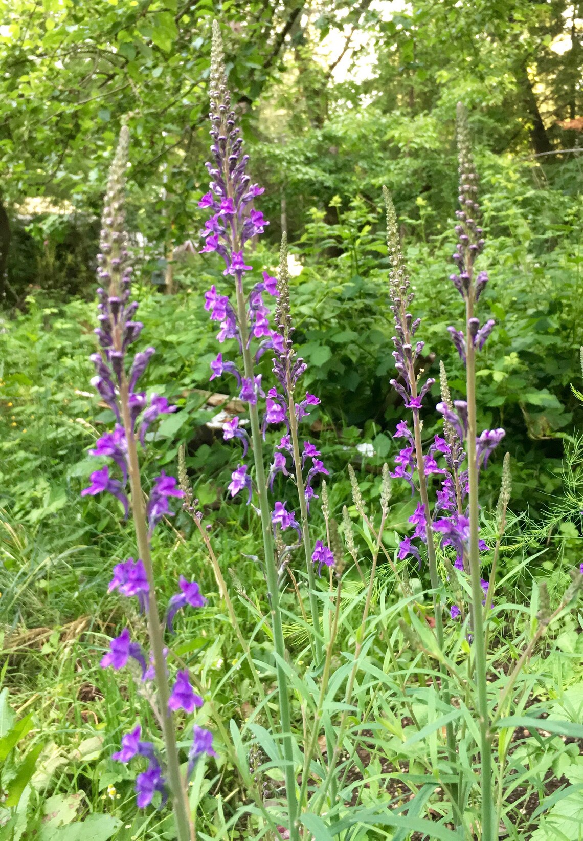 Purple Toadflax / Perennial Snapdragon Seeds Linaria - Etsy Canada