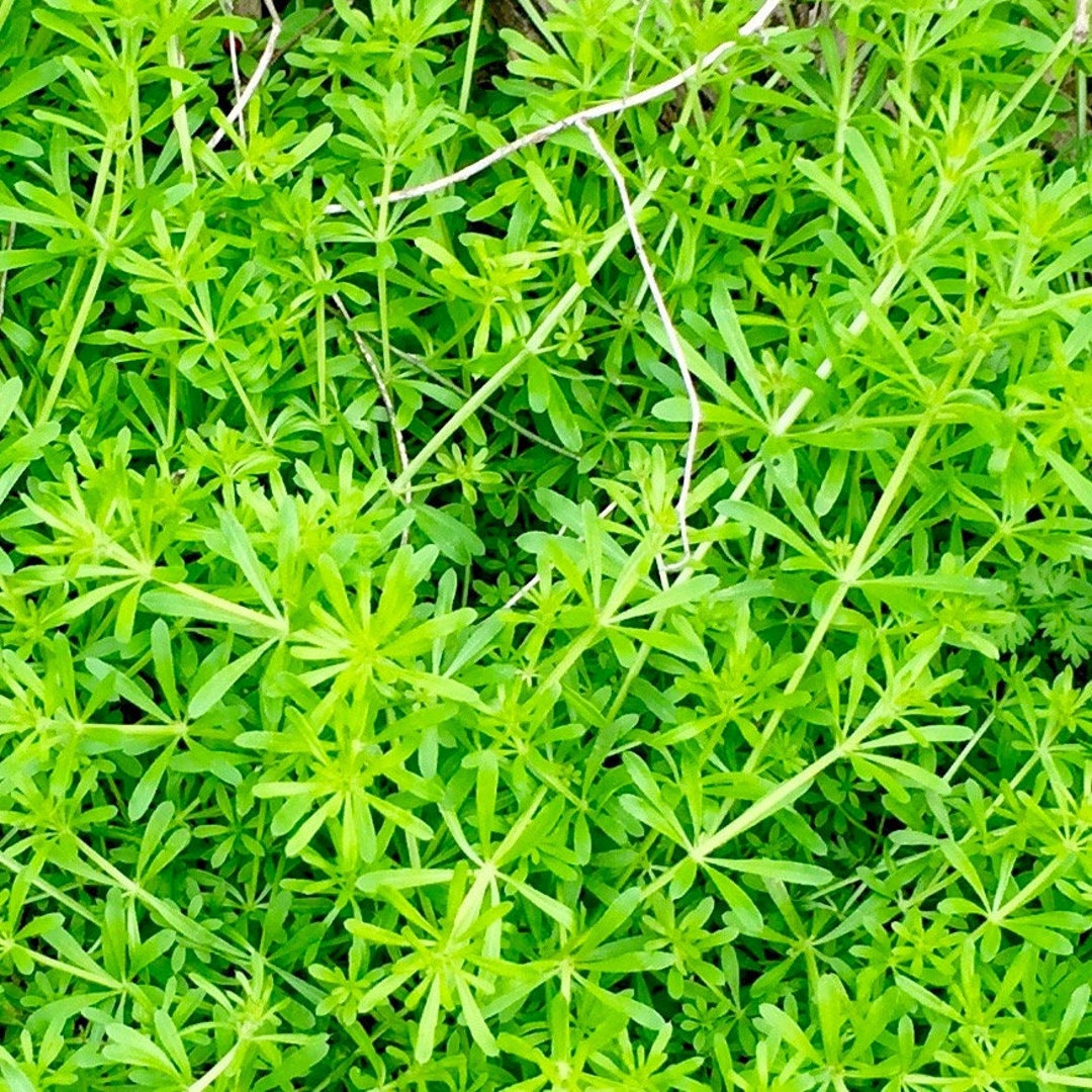 Cleaver Seeds - Galium Aparine - Etsy Canada