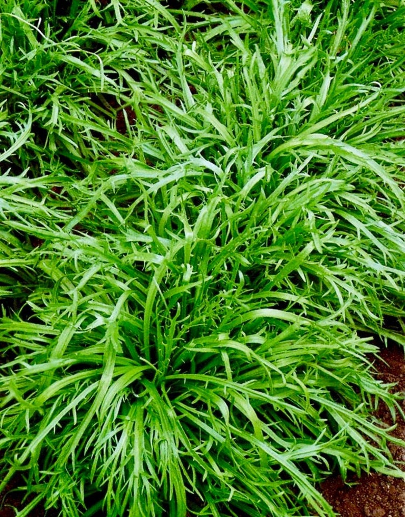 Minutina Seeds / Erba Stella Plantago Coronopus Delicious | Etsy Canada