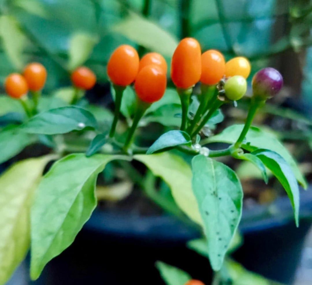 BB Habanero / CGN 24360 Pepper Seeds - Capsicum Chinense - Wild & Very ...