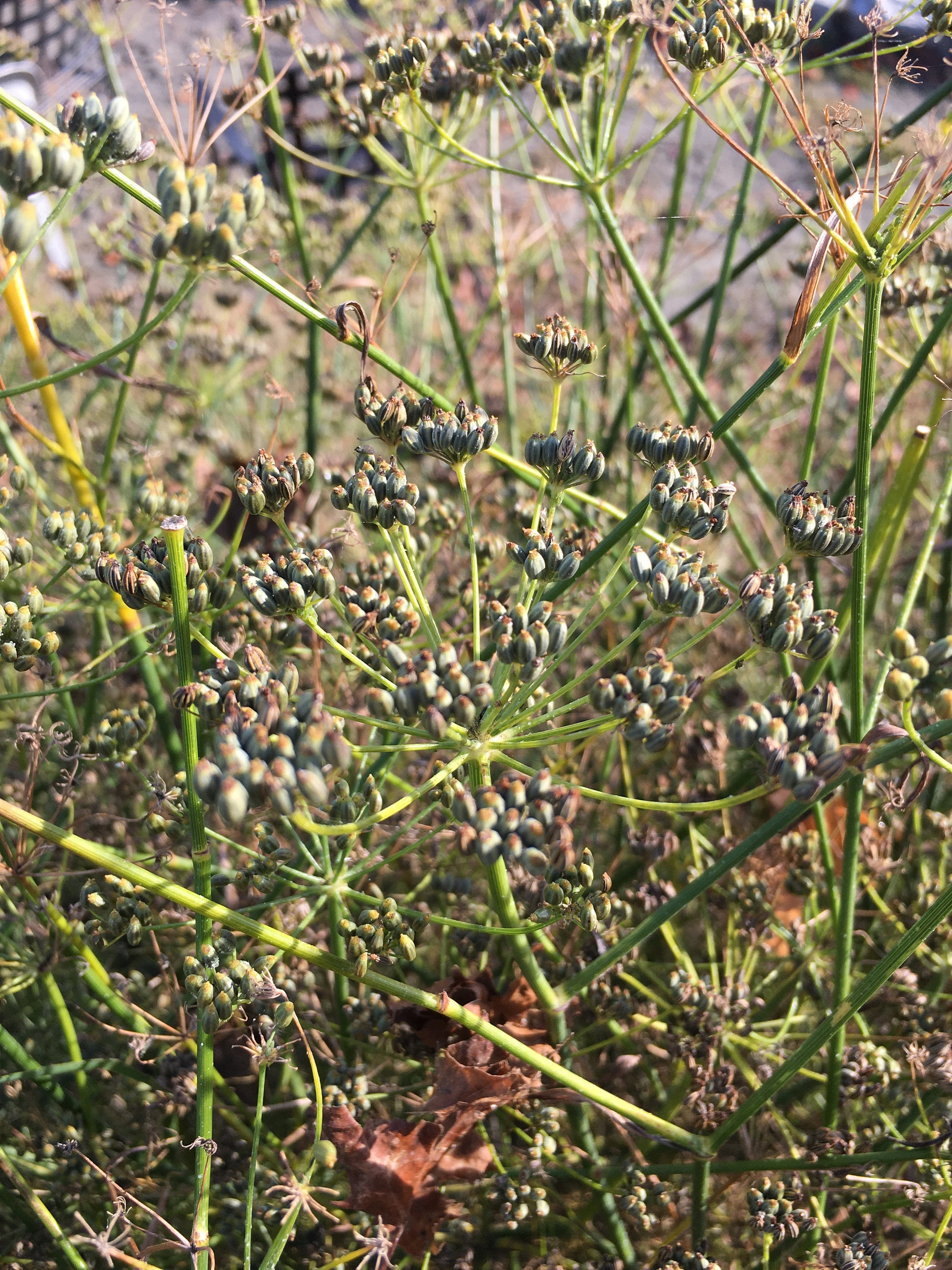 Fennel Seed Plant