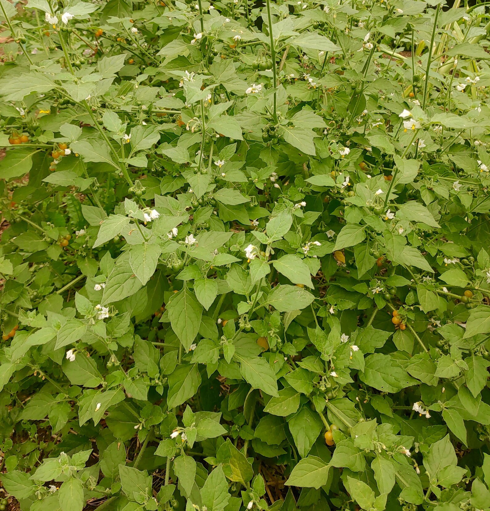 Golden Pearls Solanum Villosum Rare Sweet & Tangy Berries - Etsy Canada