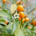 BB Habanero / CGN 24360 Pepper Seeds - Capsicum Chinense - Wild & Very ...
