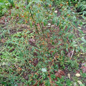 Cold Hardy Chili Pepper Seeds - Capsicum Flexuosum, Aka February Fire ...