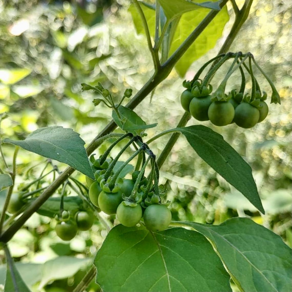 Sunberry Seeds Solanum Retroflexum Sweet & Delicious - Etsy Canada