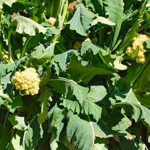Nine Star Perennial Cauliflower/broccoli Seeds - Brassica Oleraceae ...