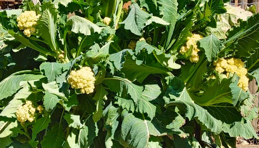 Nine Star Perennial Cauliflower/broccoli Seeds Brassica - Etsy Canada