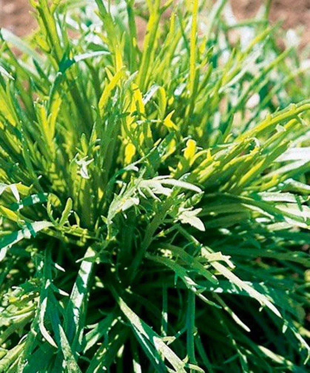 Minutina Seeds / Erba Stella Plantago Coronopus Delicious, Nutritious ...
