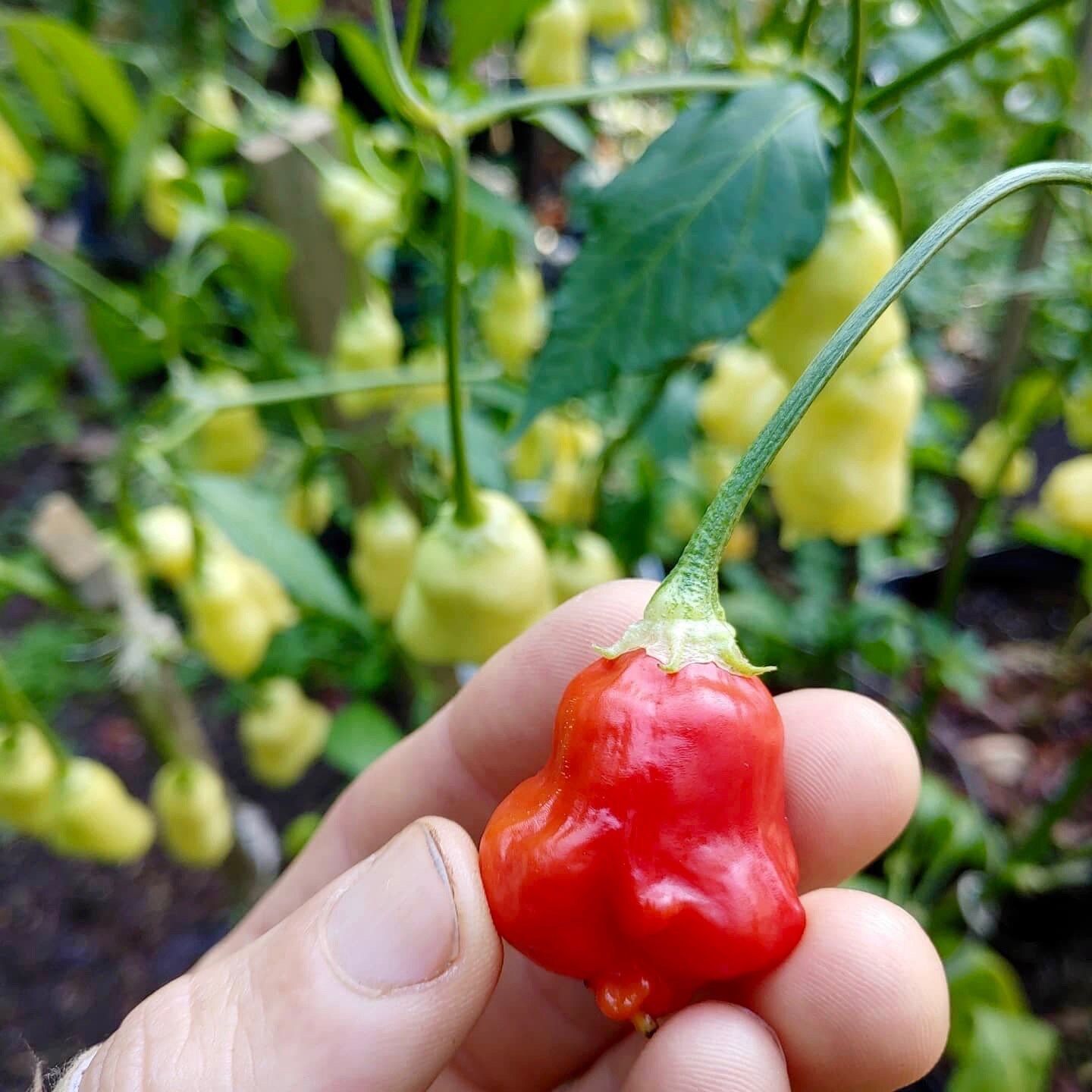 Aji Rainforest Pepper Seeds - Capsicum Baccatum - Refreshing ...