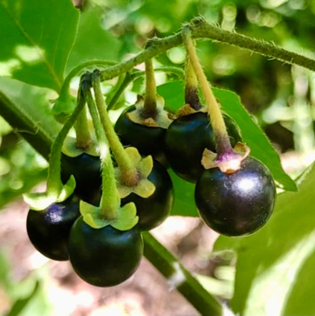 Sunberry Seeds Solanum Retroflexum Sweet & Delicious - Etsy Canada
