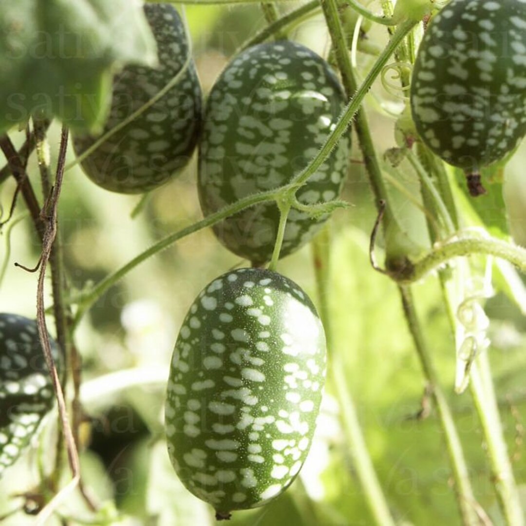 Cucamelon Aka Mouse Melon Seeds - Melothria Scabra - Delicious ...