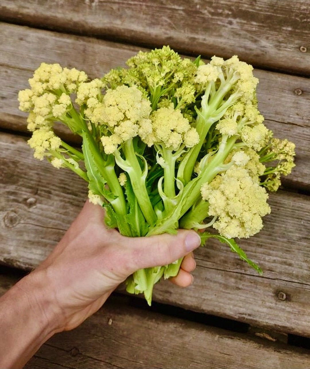Nine Star Perennial Cauliflower/broccoli Seeds - Brassica Oleraceae ...