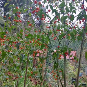 Cold Hardy Chili Pepper Seeds - Capsicum Flexuosum, Aka February Fire ...