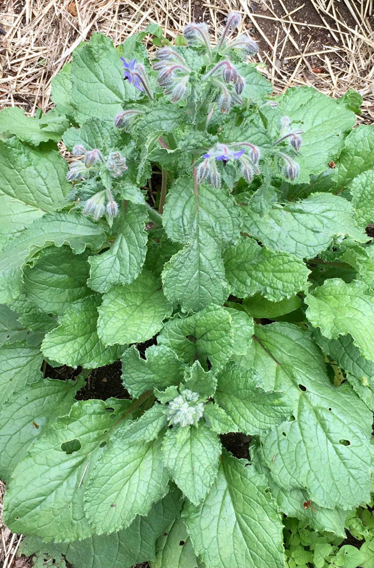 Borage Leaves
