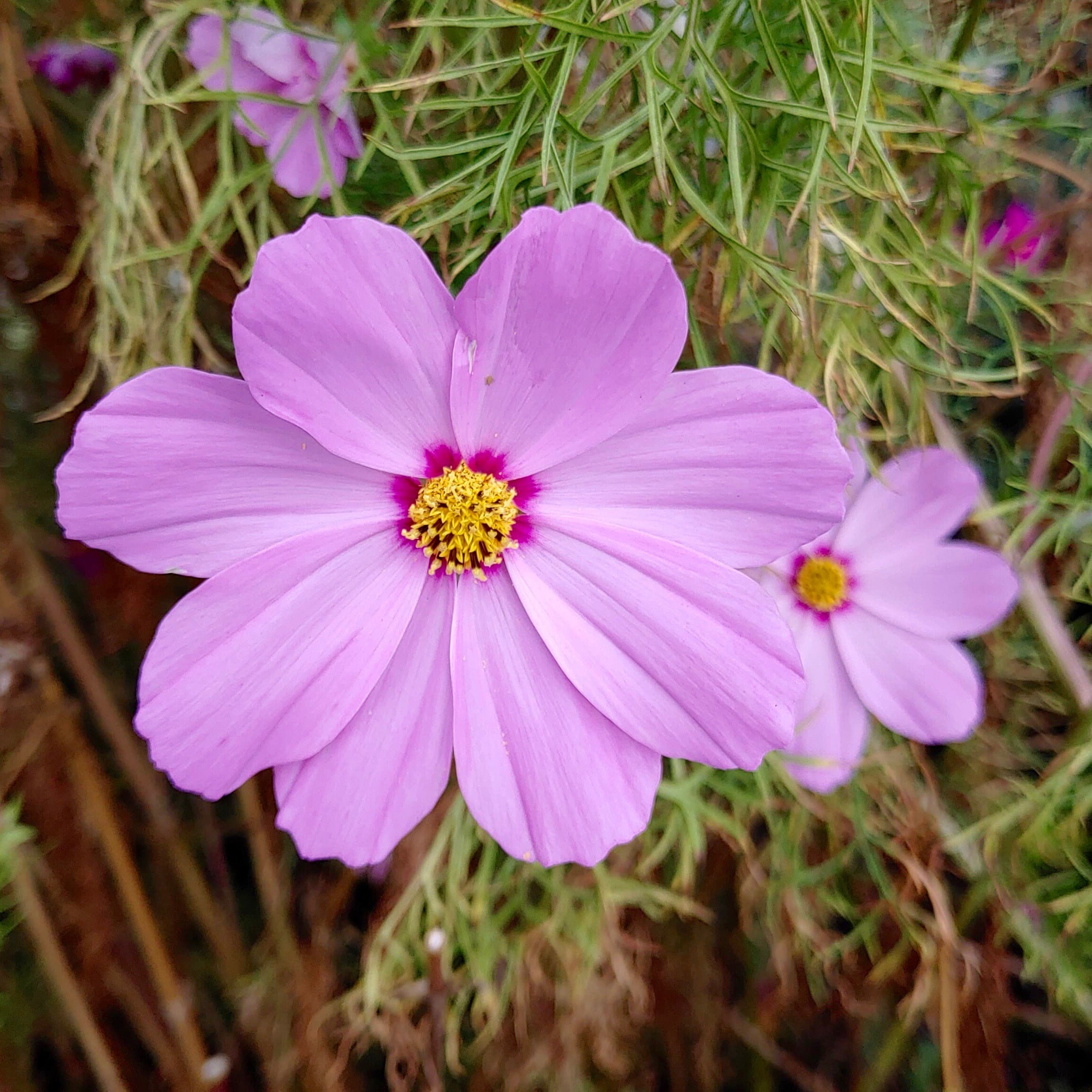 Mixed Cosmos Seeds Cosmos Bipinnatus Pollinator Friendly & - Etsy Canada