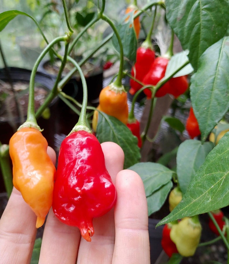 Aji Rainforest Pepper Seeds - Capsicum Baccatum - Refreshing ...