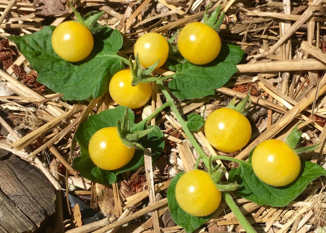 Coyote Currant Tomato Seeds - Solanum Pimpinellifolium - Delicious and ...