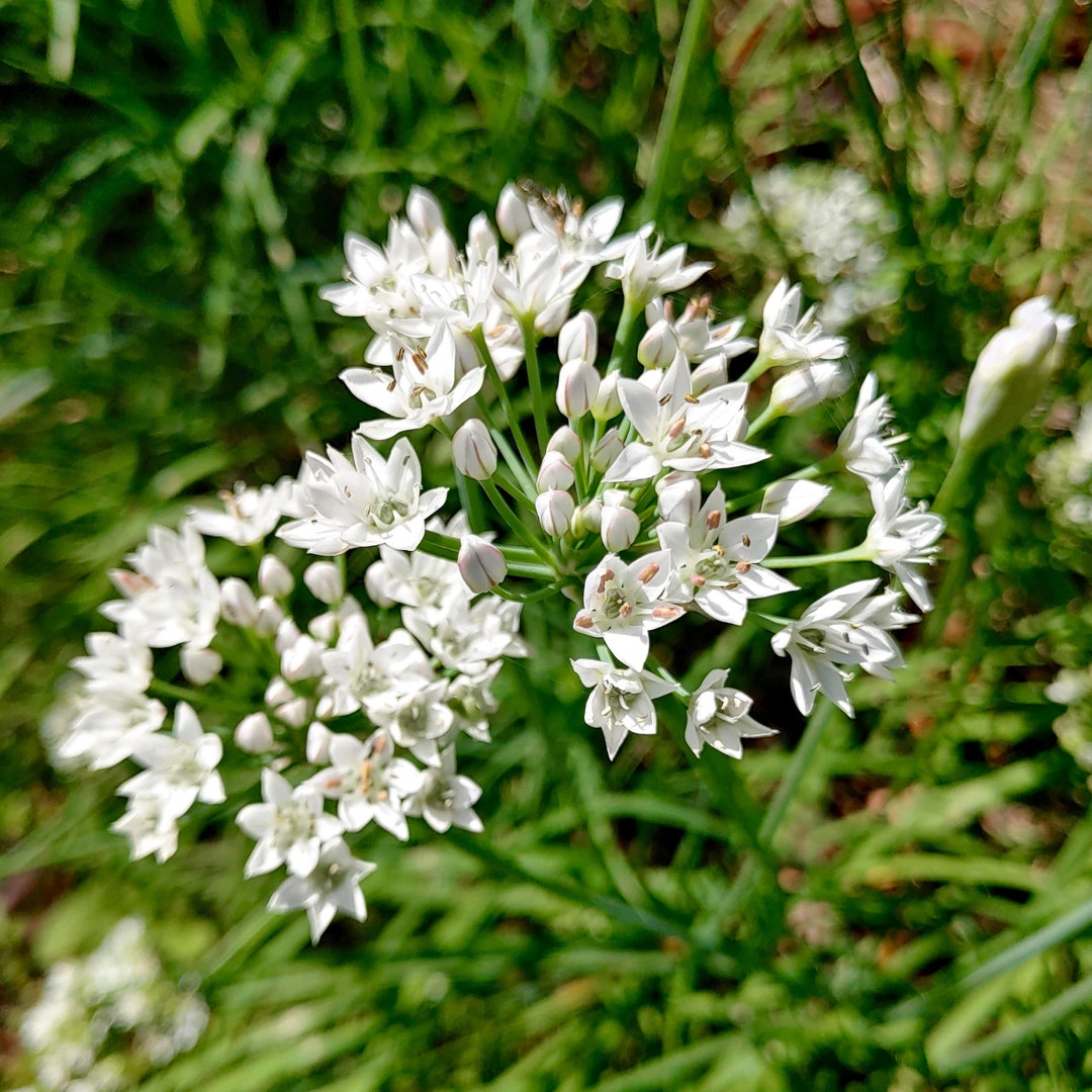 Garlic Chive Seeds - Allium Tuberosum - Delicious & Perennial - Etsy Canada