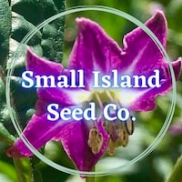 Cold Hardy Chili Pepper Seeds - Capsicum Flexuosum, Aka February Fire ...