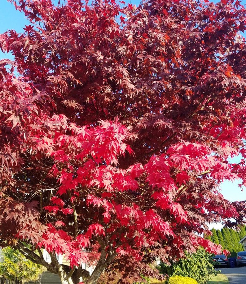 Decorative Maple Seeds | Japanese Maple Samaras | Maple Seeds | Craft ...