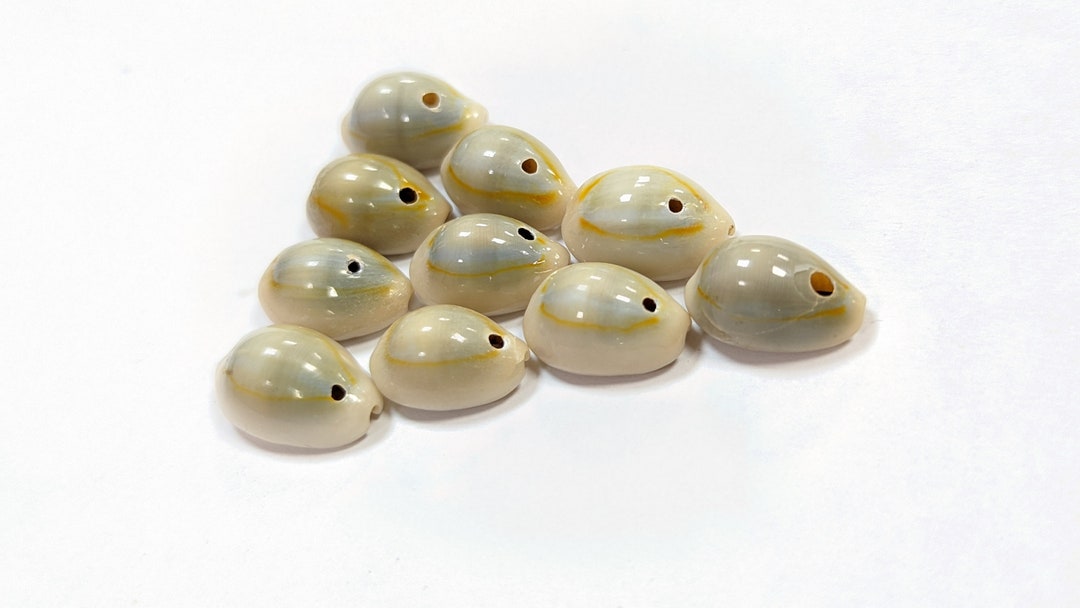 50 Units of Drilled Grey Cowrie Shells for DIY Projects - Etsy