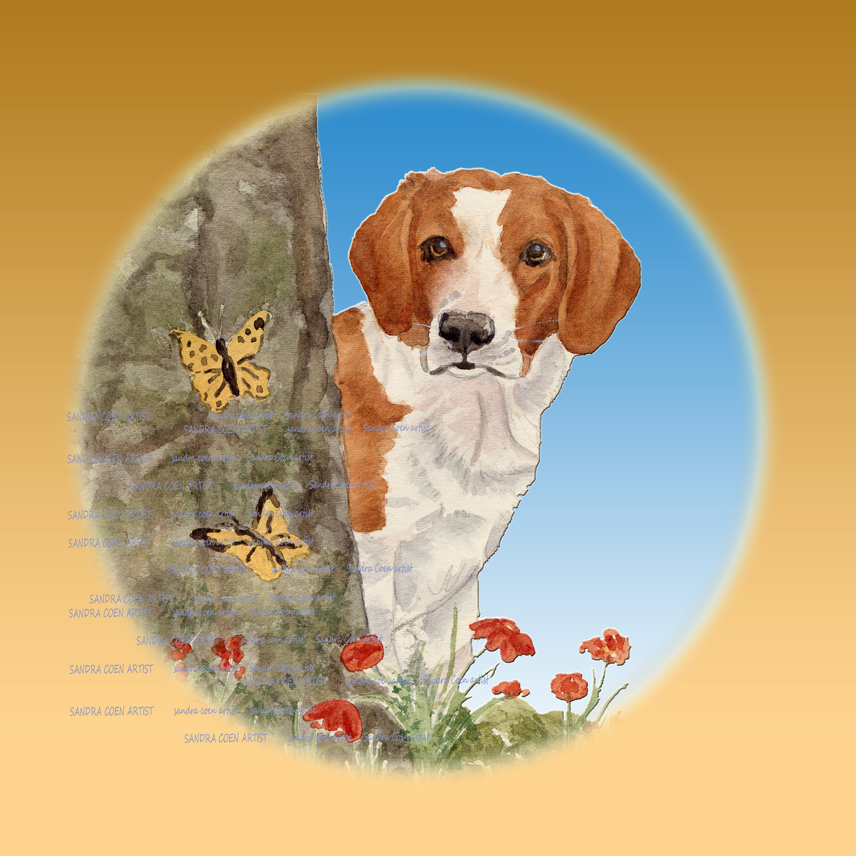 Drever Puppy