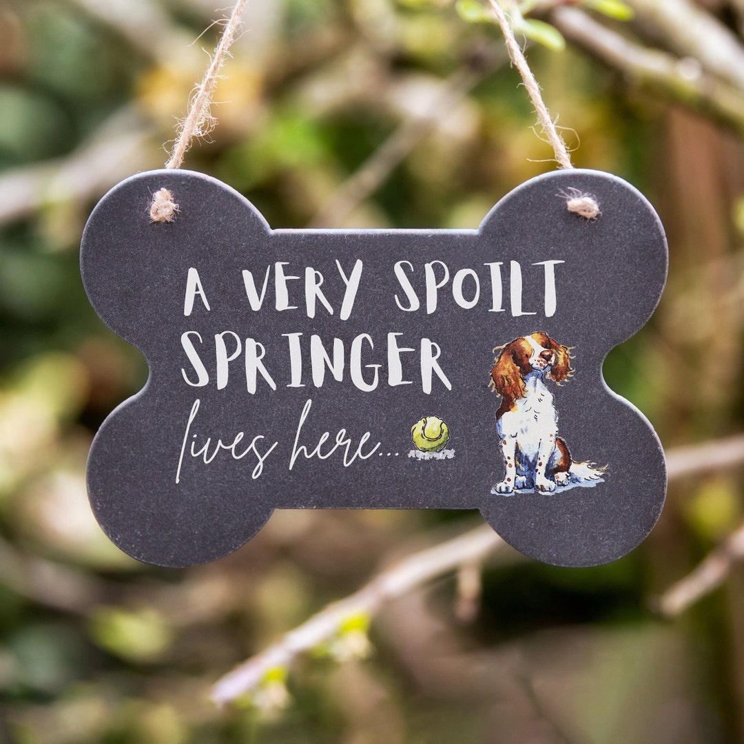 Spoilt Springer Bone Slate Sign - Etsy