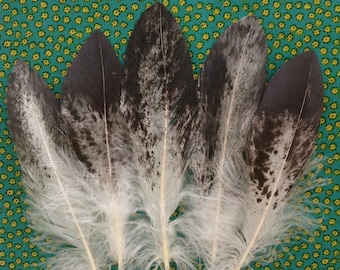 Hand Painted Eagle Feathers - Etsy