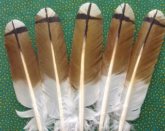 Native American Red Hawk - Etsy