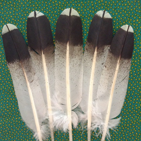 Native American Regalia - Etsy